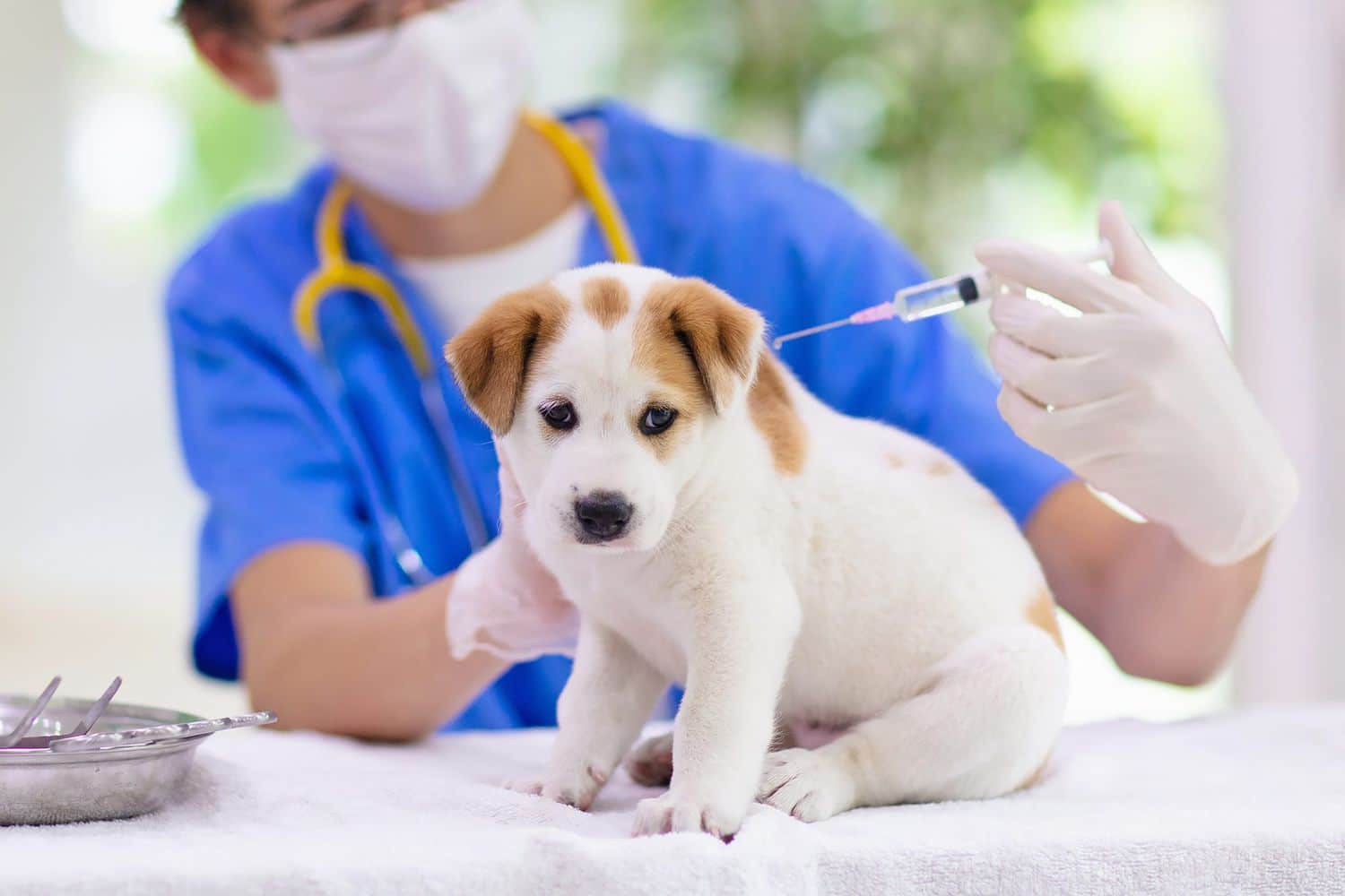 A Guide to Commonly Used Vaccination Names for Dogs 🐾